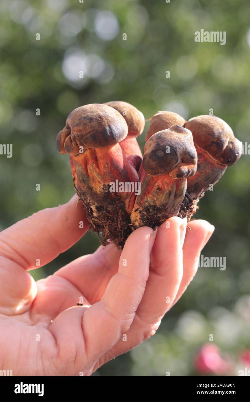 Witchbug hi-res stock photography and images - Alamy
