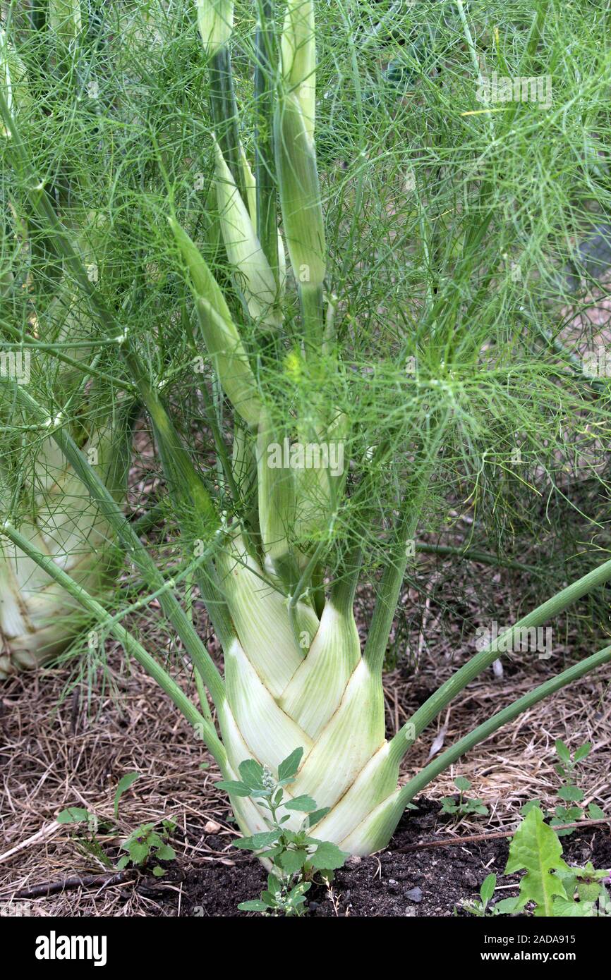 Florence fennel hi-res stock photography and images - Alamy
