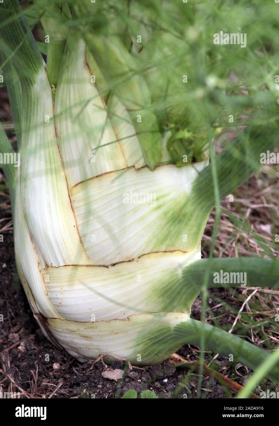 Florence fennel plant hi-res stock photography and images - Alamy