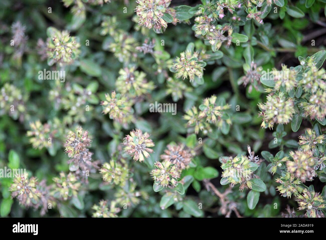 Quendula hi-res stock photography and images - Alamy