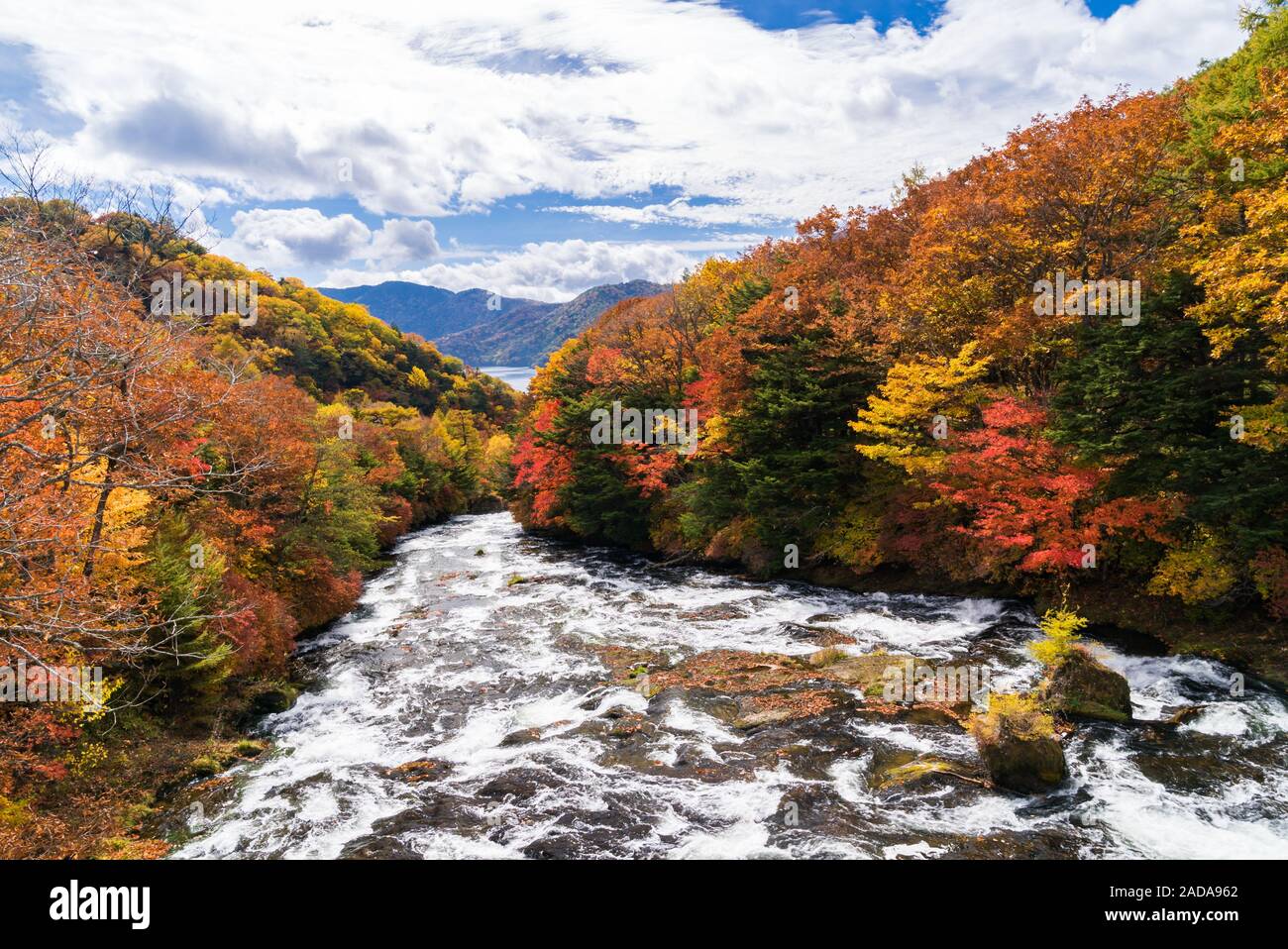 Autumn fall forest nikko hi-res stock photography and images - Alamy
