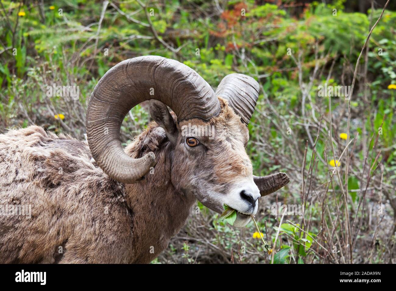 Goat in Canada Stock Photo - Alamy