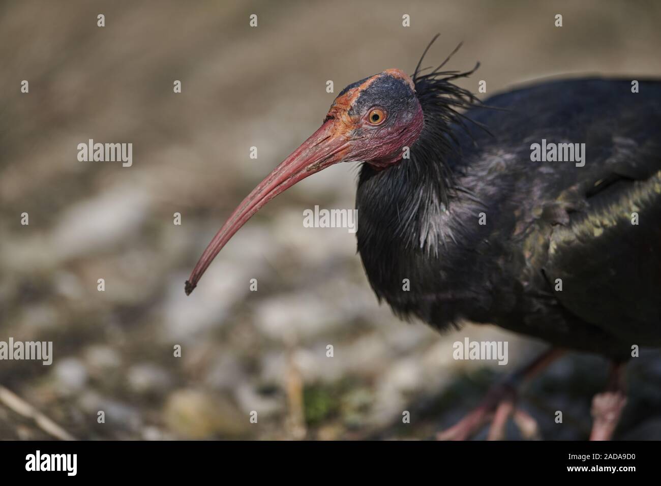 African ibis hi-res stock photography and images - Alamy