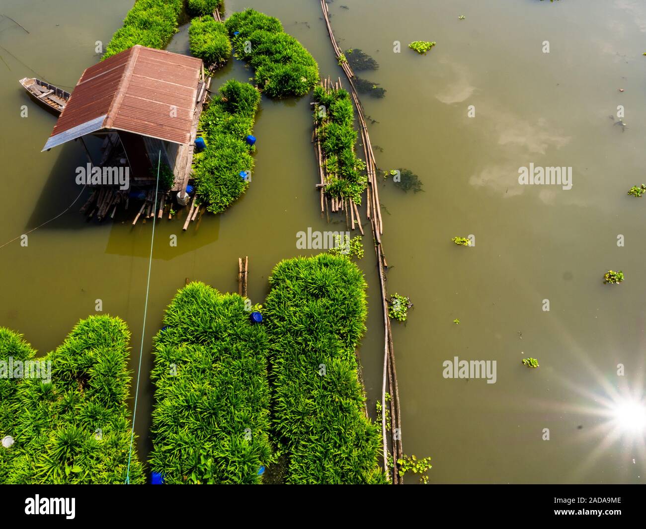 Top view of pandan plant floating farm in plant floating on a ...