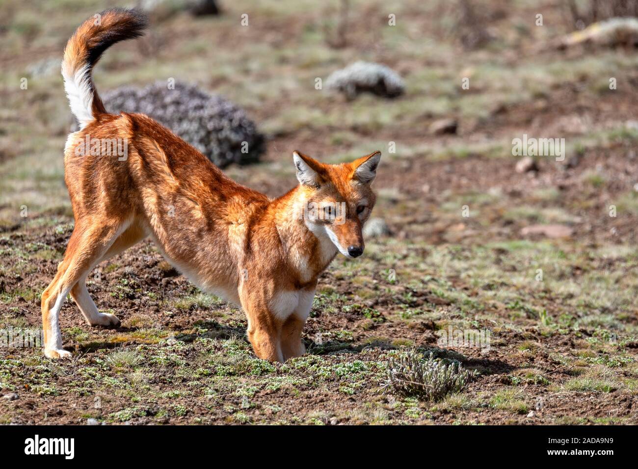 ethiopian wolf, Canis simensis, Ethiopia Stock Photo - Alamy