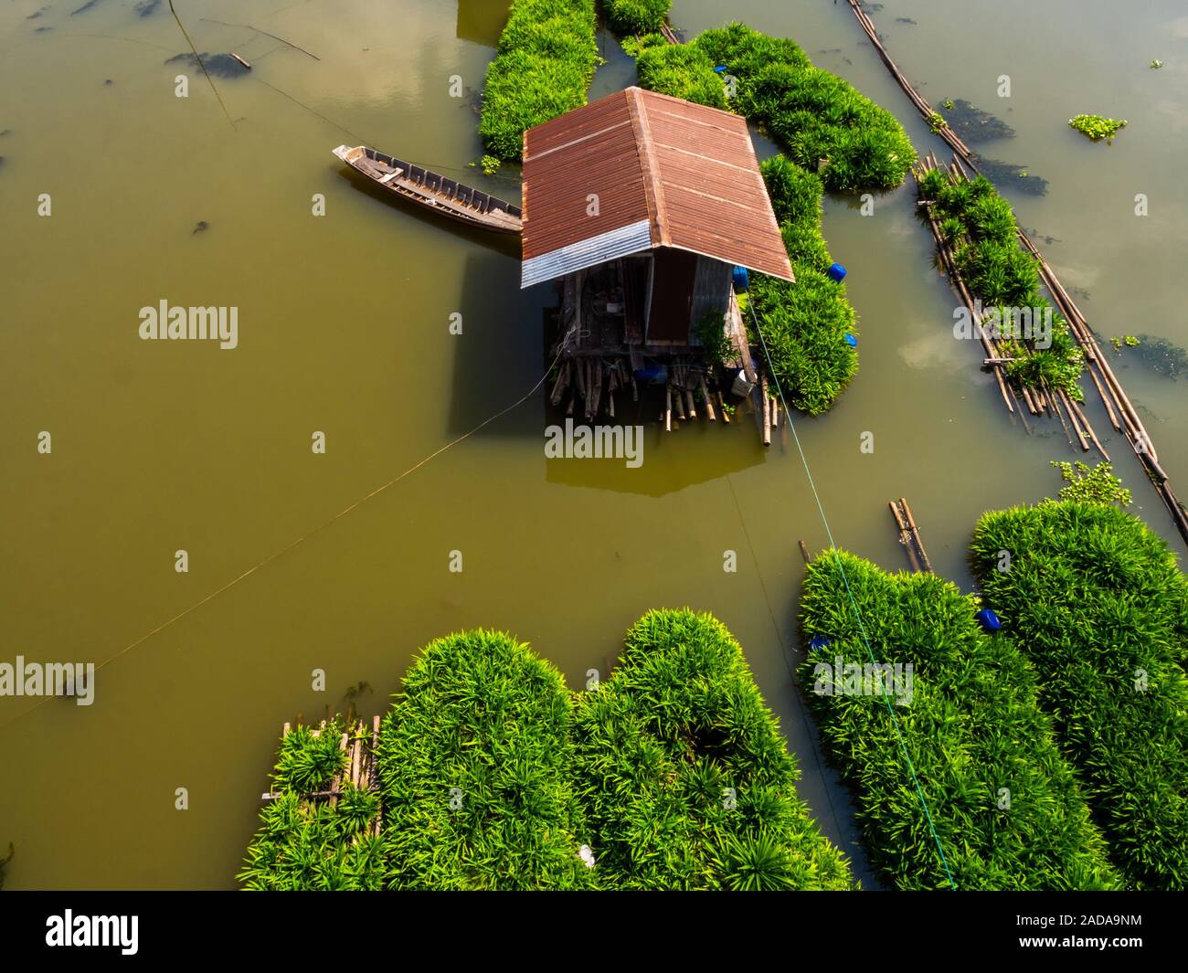 Top view of pandan plant floating farm in plant floating on a ...