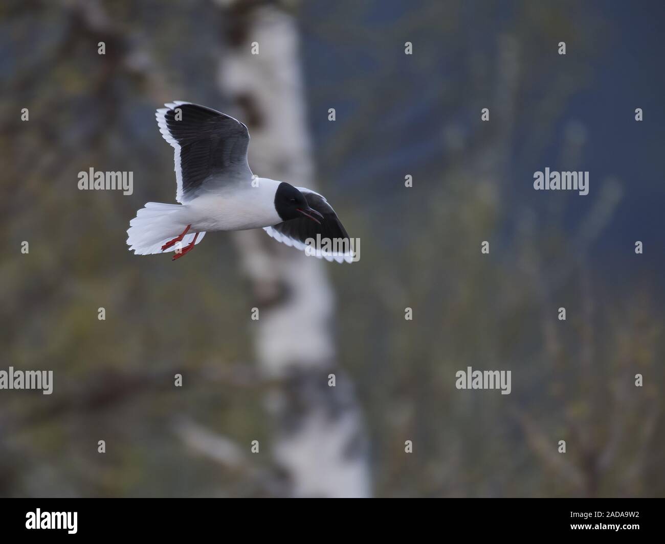 Little gull hi-res stock photography and images - Alamy