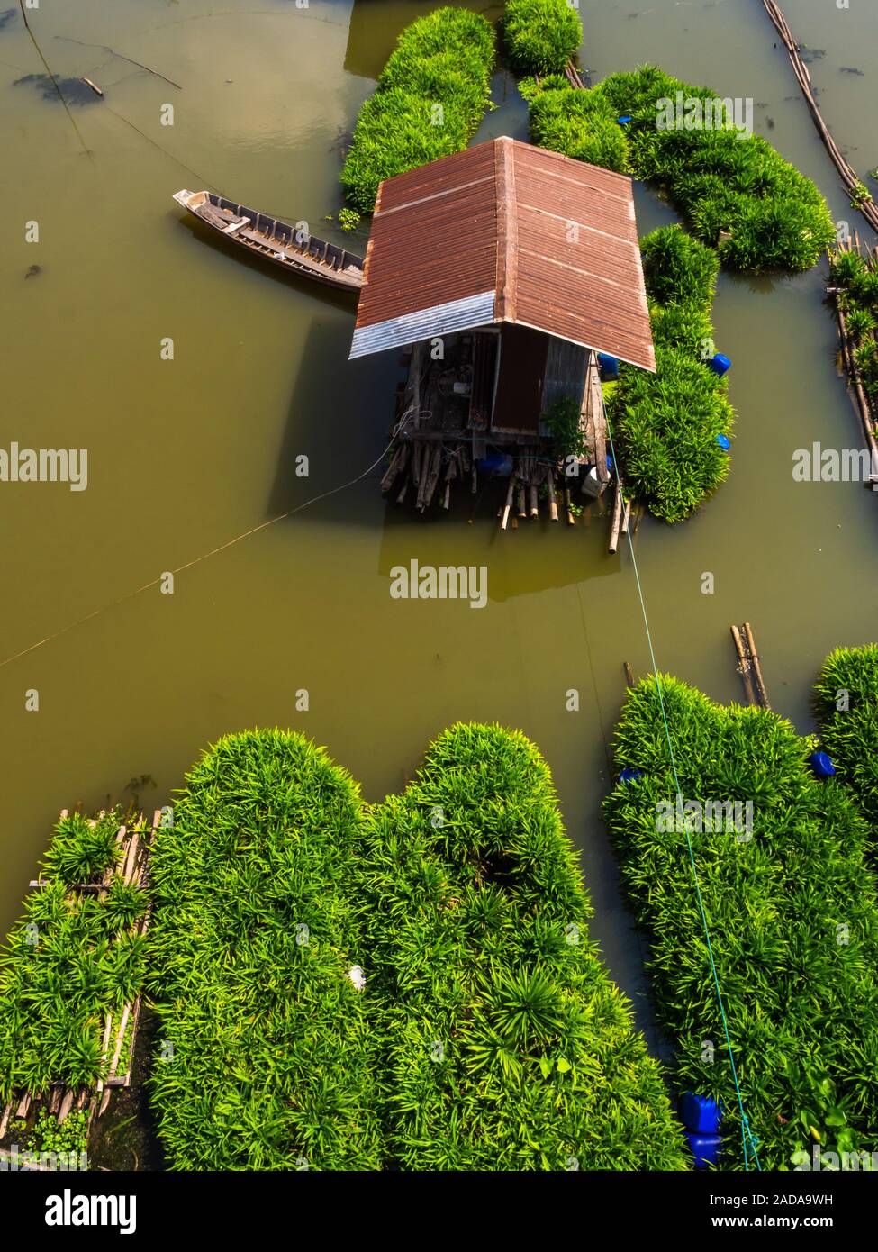 Top view of pandan plant floating farm in plant floating on a ...