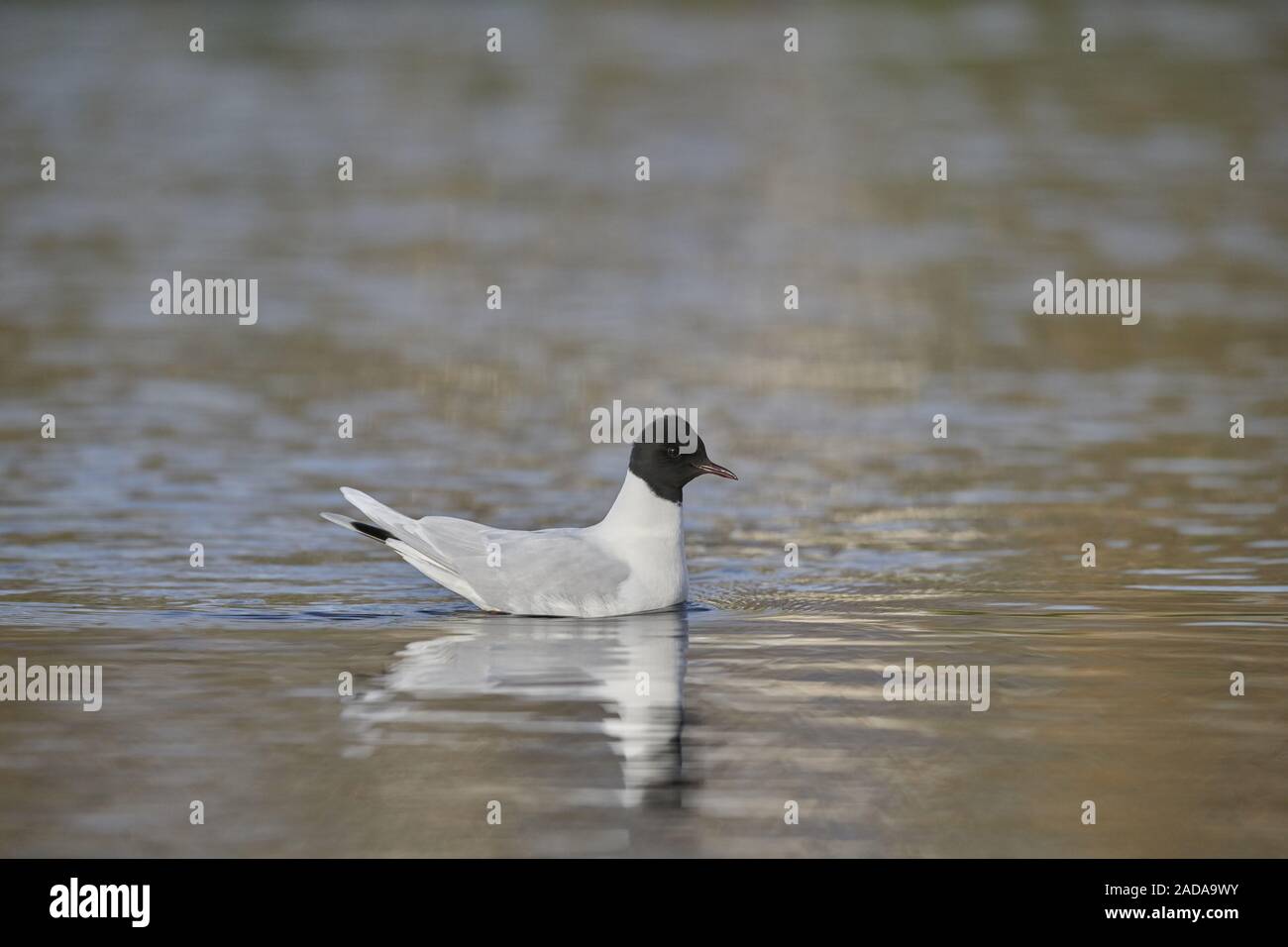 Little Gull High Resolution Stock Photography and Images - Alamy
