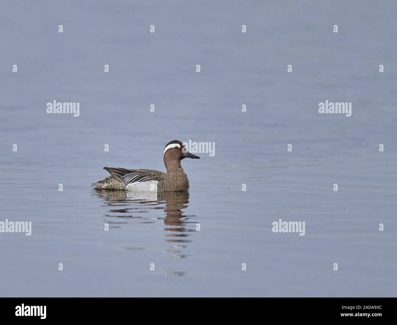 Garganeys hi-res stock photography and images - Alamy