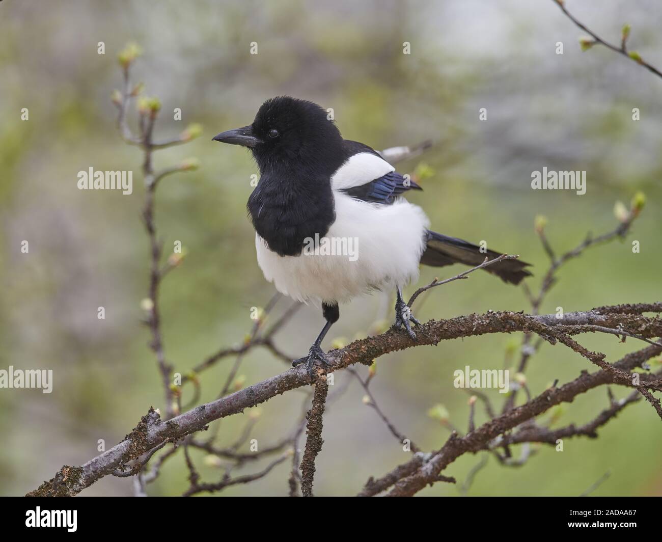 Magpie picture hi-res stock photography and images - Alamy