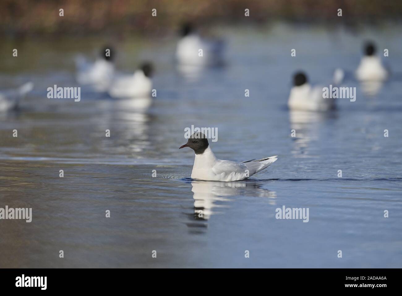Little Gull High Resolution Stock Photography and Images - Alamy