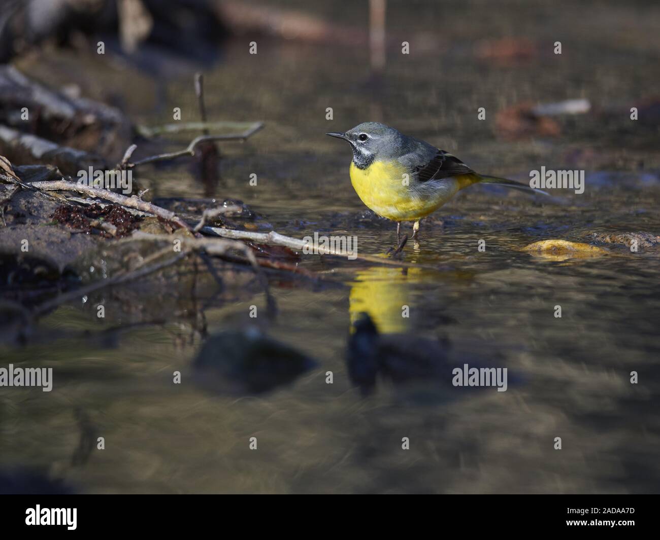 Wagtails bird hi-res stock photography and images - Alamy