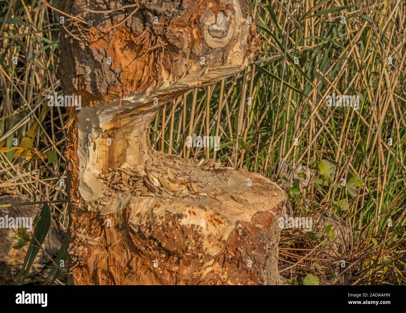 Castor fiber cut down trees Stock Photo - Alamy