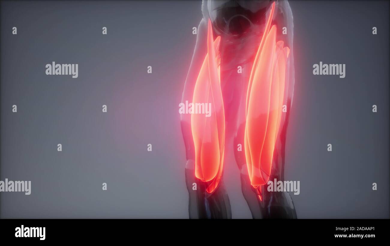 thigh muscles - Visible muscle anatomy map Stock Photo - Alamy