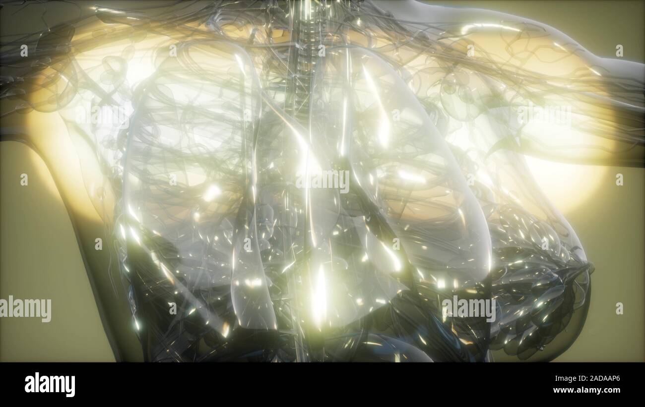 X-Ray Image Of Human Body Stock Photo - Alamy