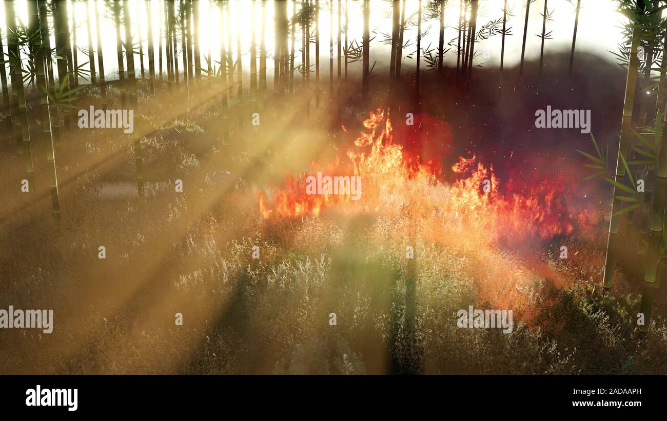Wind blowing on a flaming bamboo trees during a forest fire Stock Photo ...