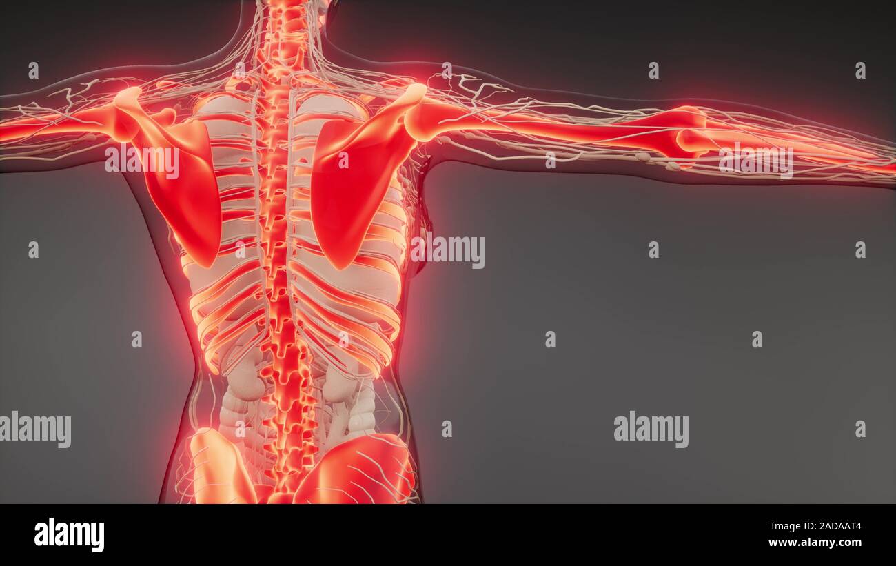 Transparent Human Body with Visible Bones Stock Photo - Alamy