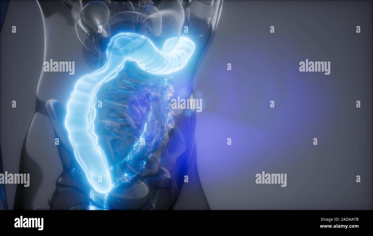 Ascending colon hi-res stock photography and images - Alamy