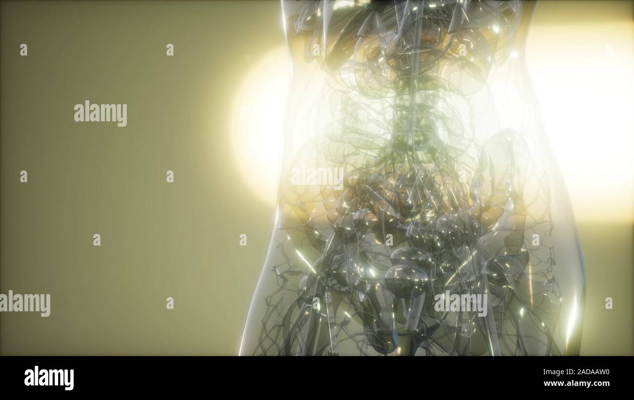 X-Ray Image Of Human Body Stock Photo - Alamy