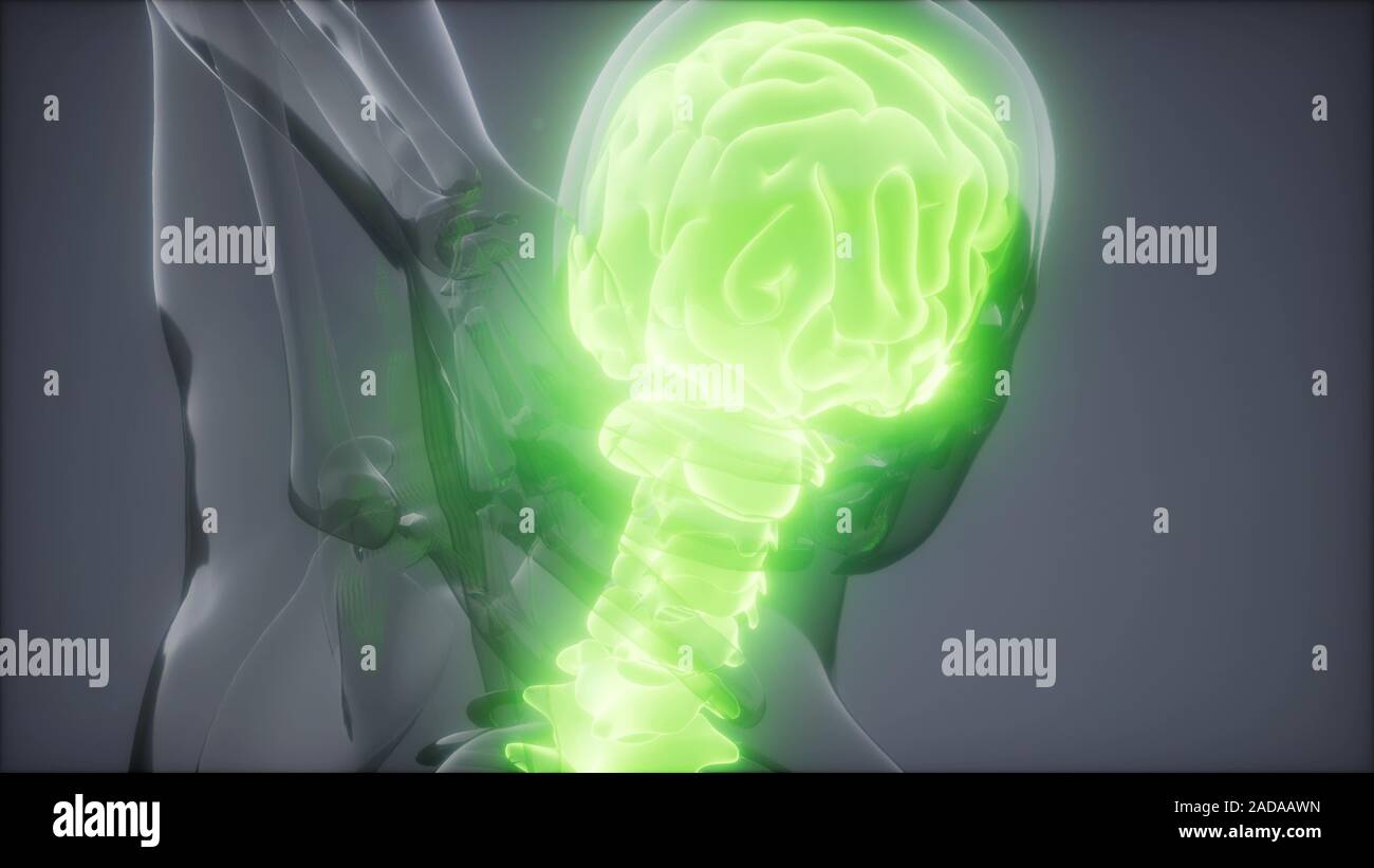 Back ache xray hi-res stock photography and images - Alamy