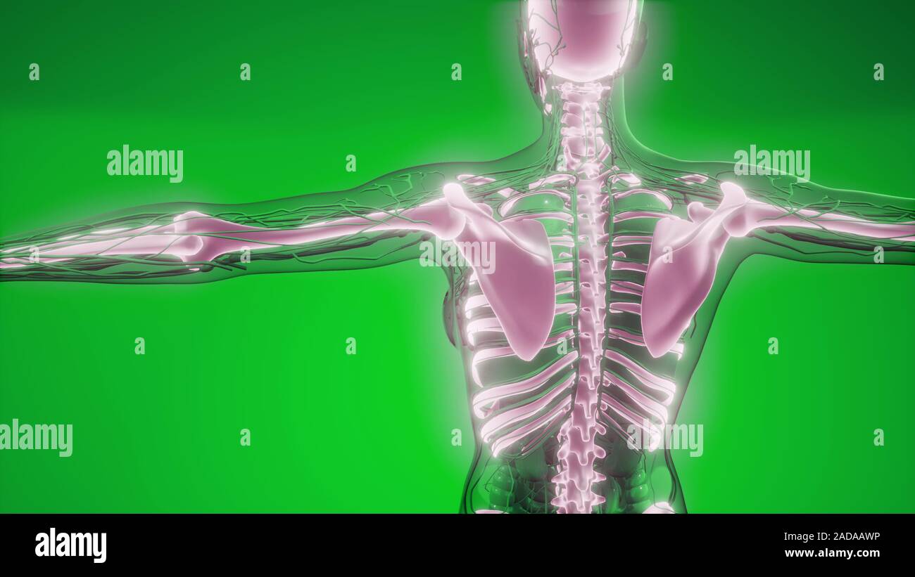 Transparent Human Body with Visible Bones Stock Photo - Alamy