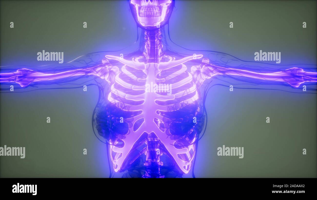 Transparent Human Body with Visible Bones Stock Photo - Alamy