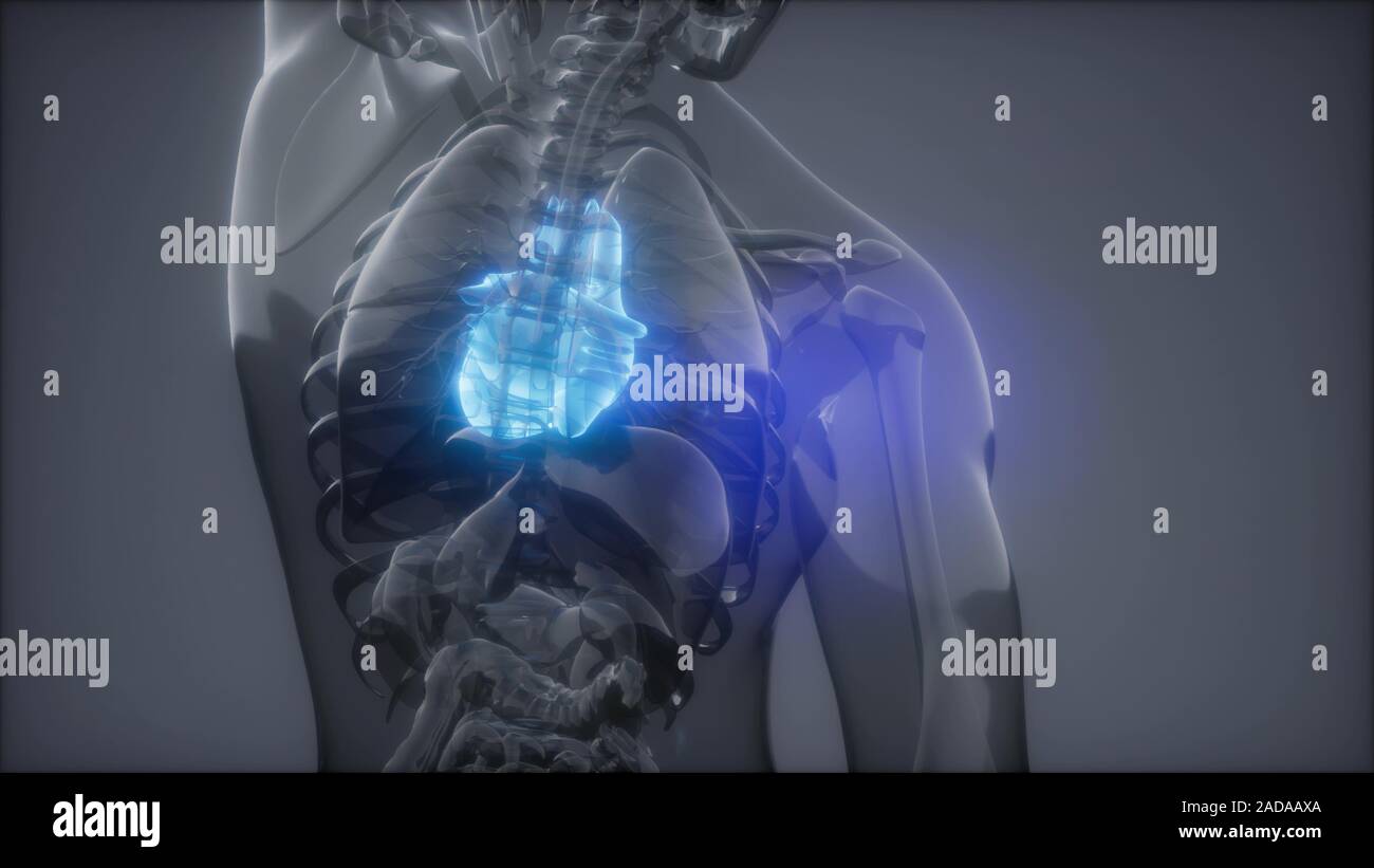 Human Heart Radiology Exam Stock Photo - Alamy