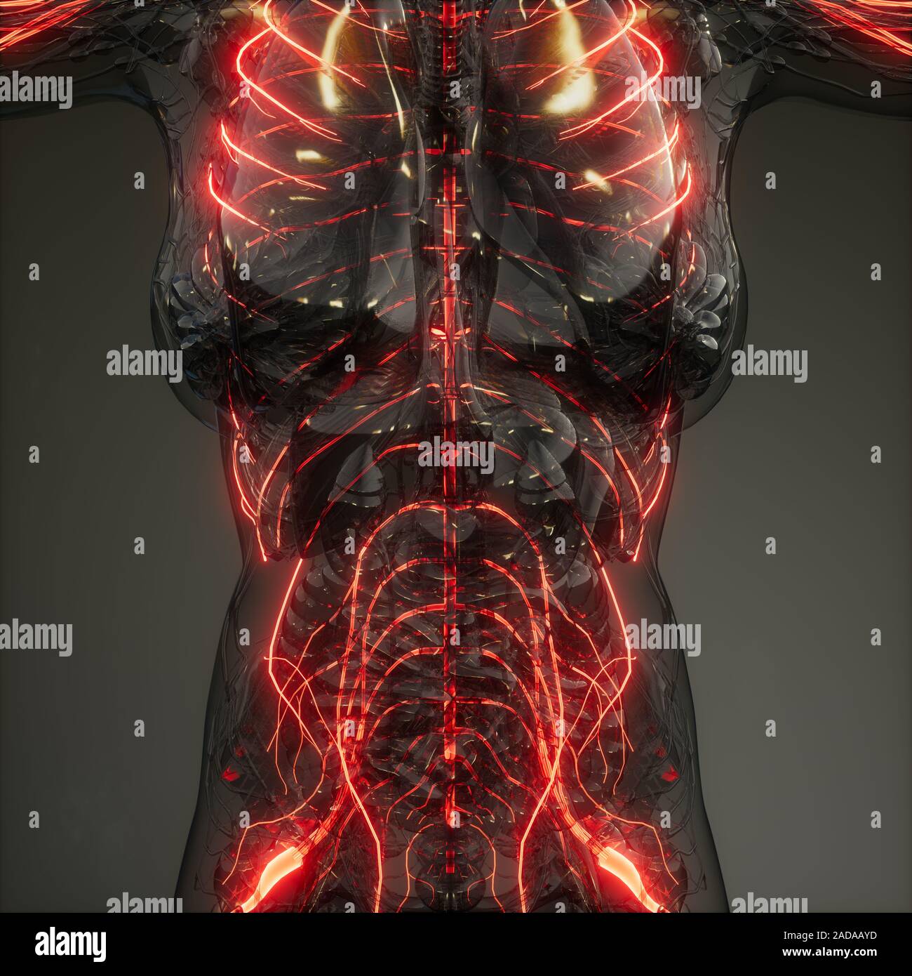 Human Neurology System Radiology Exam Stock Photo - Alamy