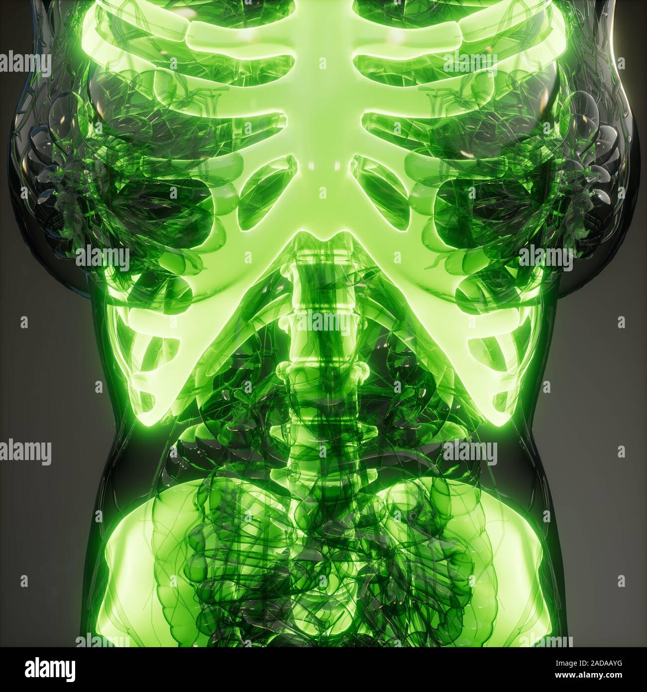 Transparent Human Body with Visible Bones Stock Photo - Alamy