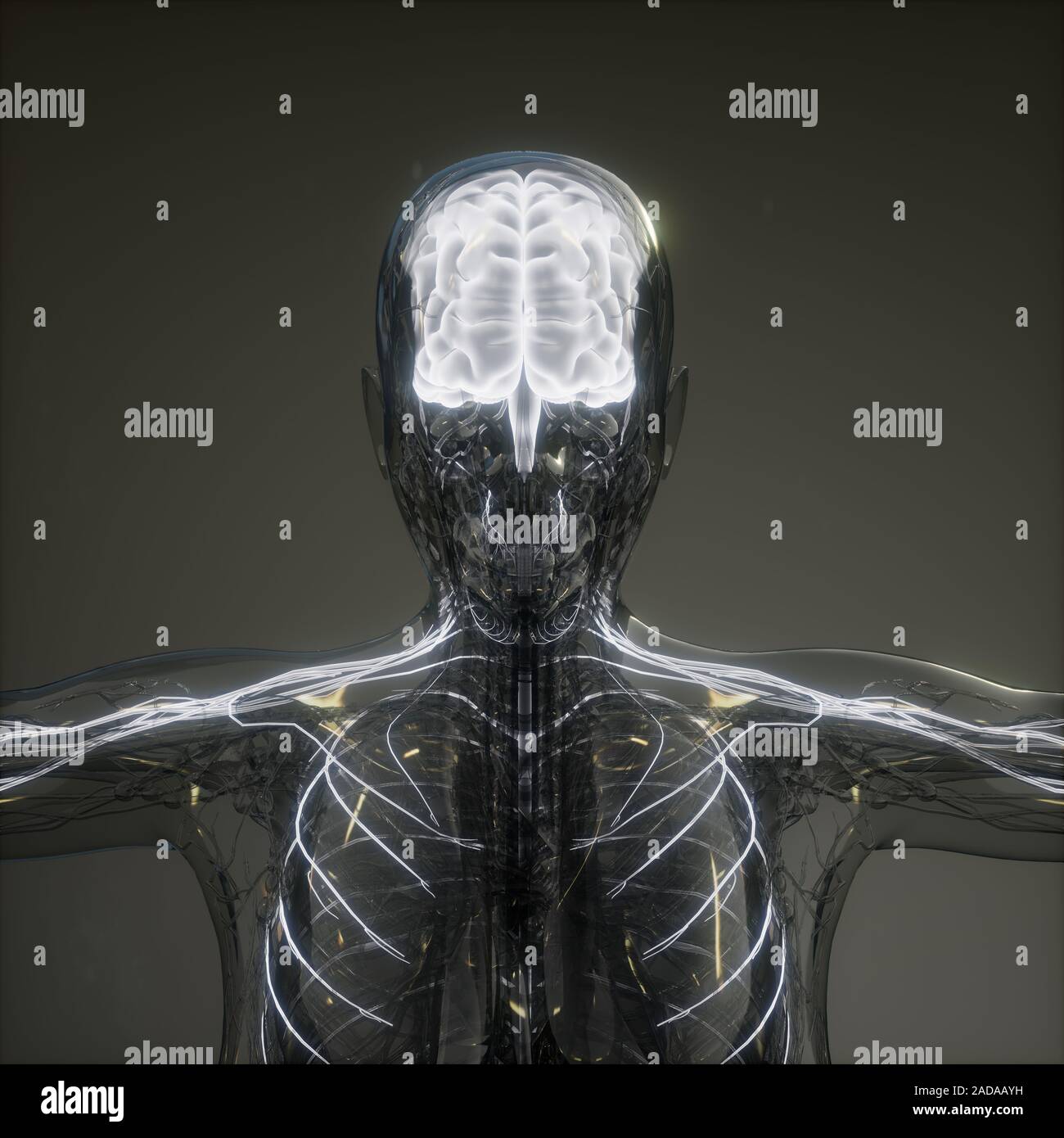 Human Brain Radiology Exam Stock Photo - Alamy