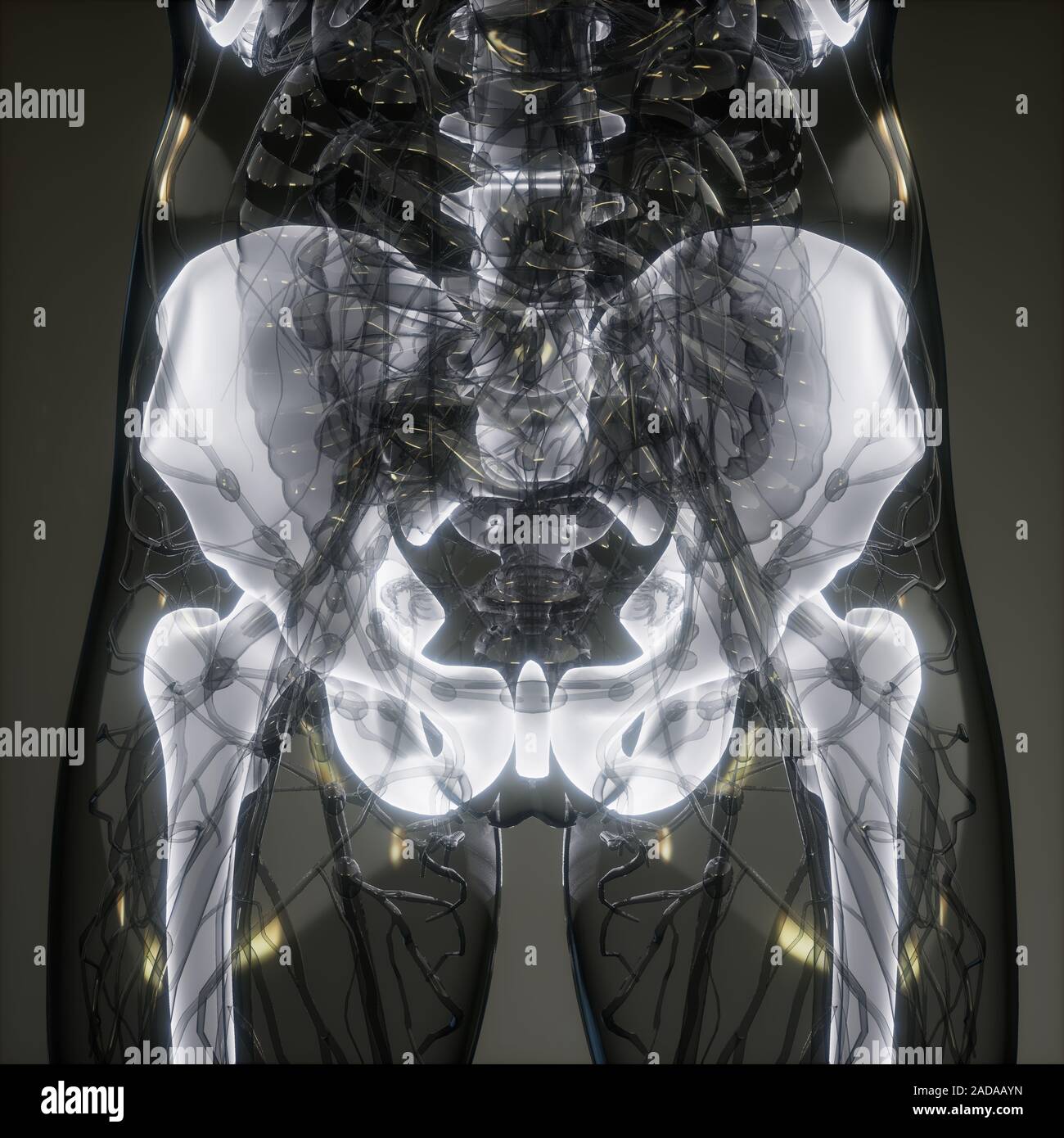 Human Skeleton Anatomy High Resolution Stock Photography and Images - Alamy