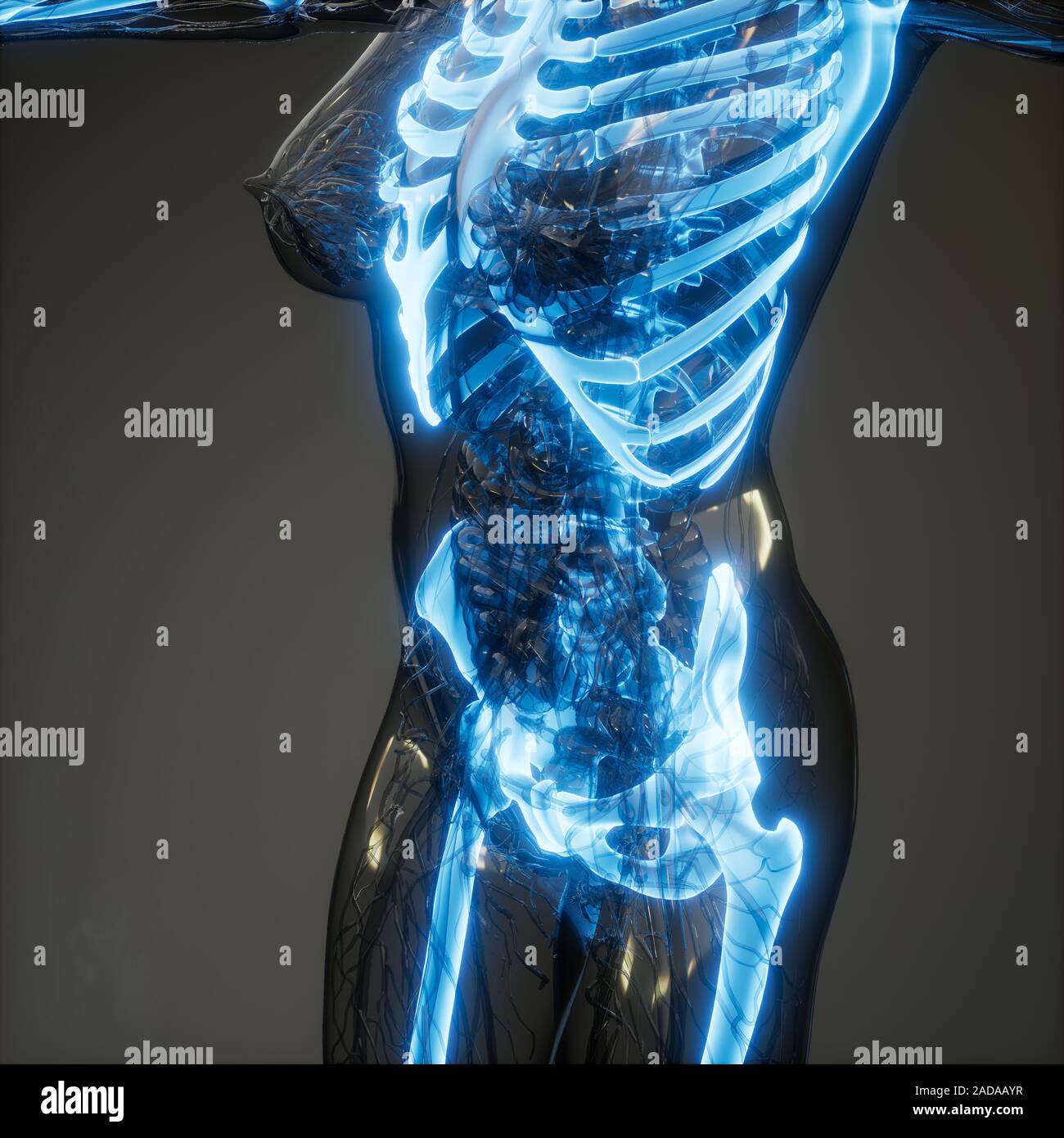 Transparent Human Body with Visible Bones Stock Photo - Alamy