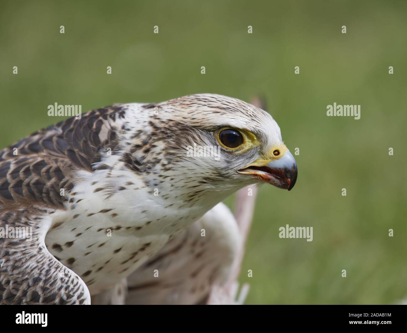 Gerfalcons hi-res stock photography and images - Alamy