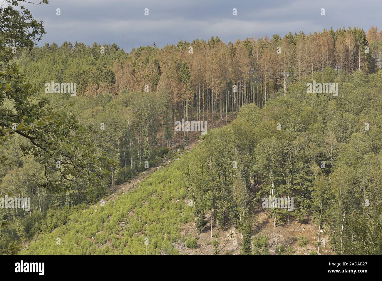 Dying tree heat hi-res stock photography and images - Alamy
