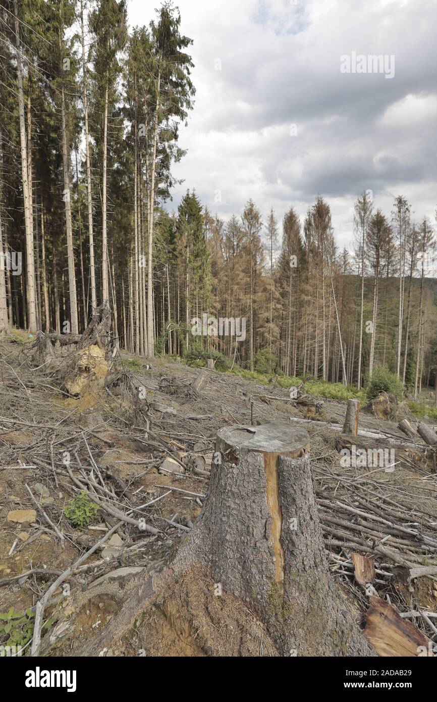 spruce dieback, forest dying, spruce dieback, forest dying Stock Photo ...