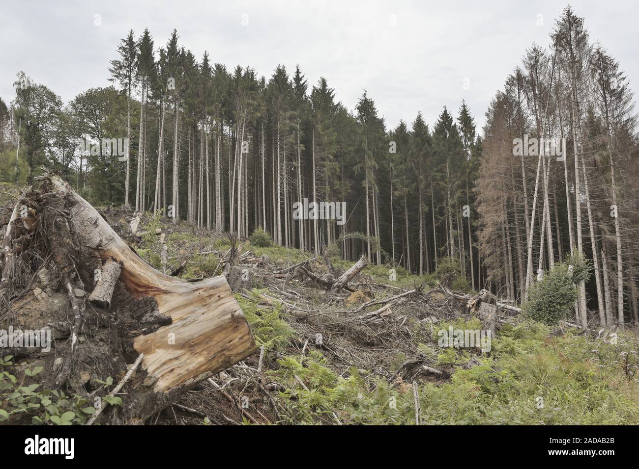 spruce dieback, forest dying, spruce dieback, forest dying Stock Photo ...