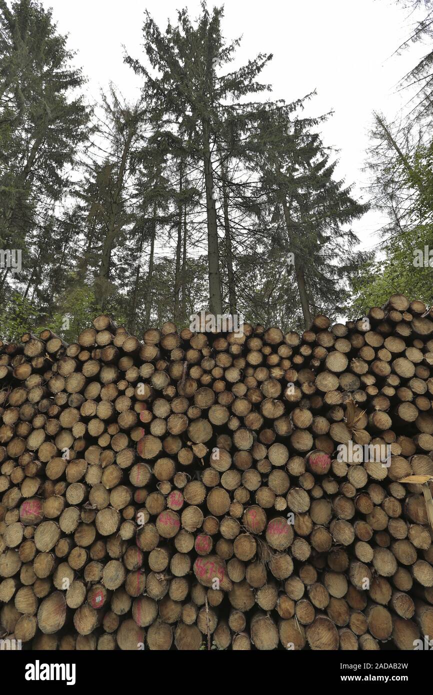 Spruce dieback hi-res stock photography and images - Alamy