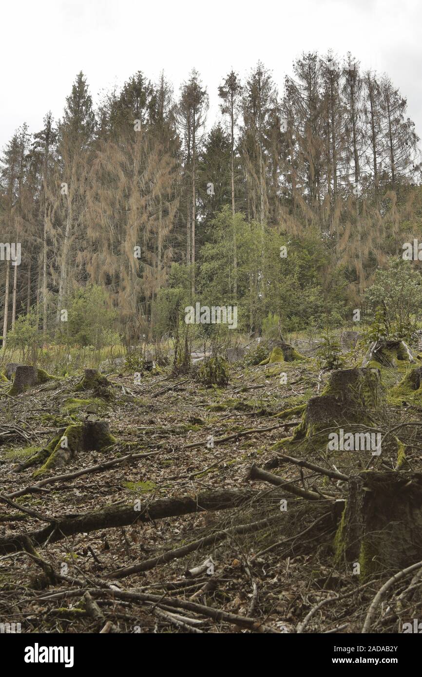 Dying tree heat hi-res stock photography and images - Alamy
