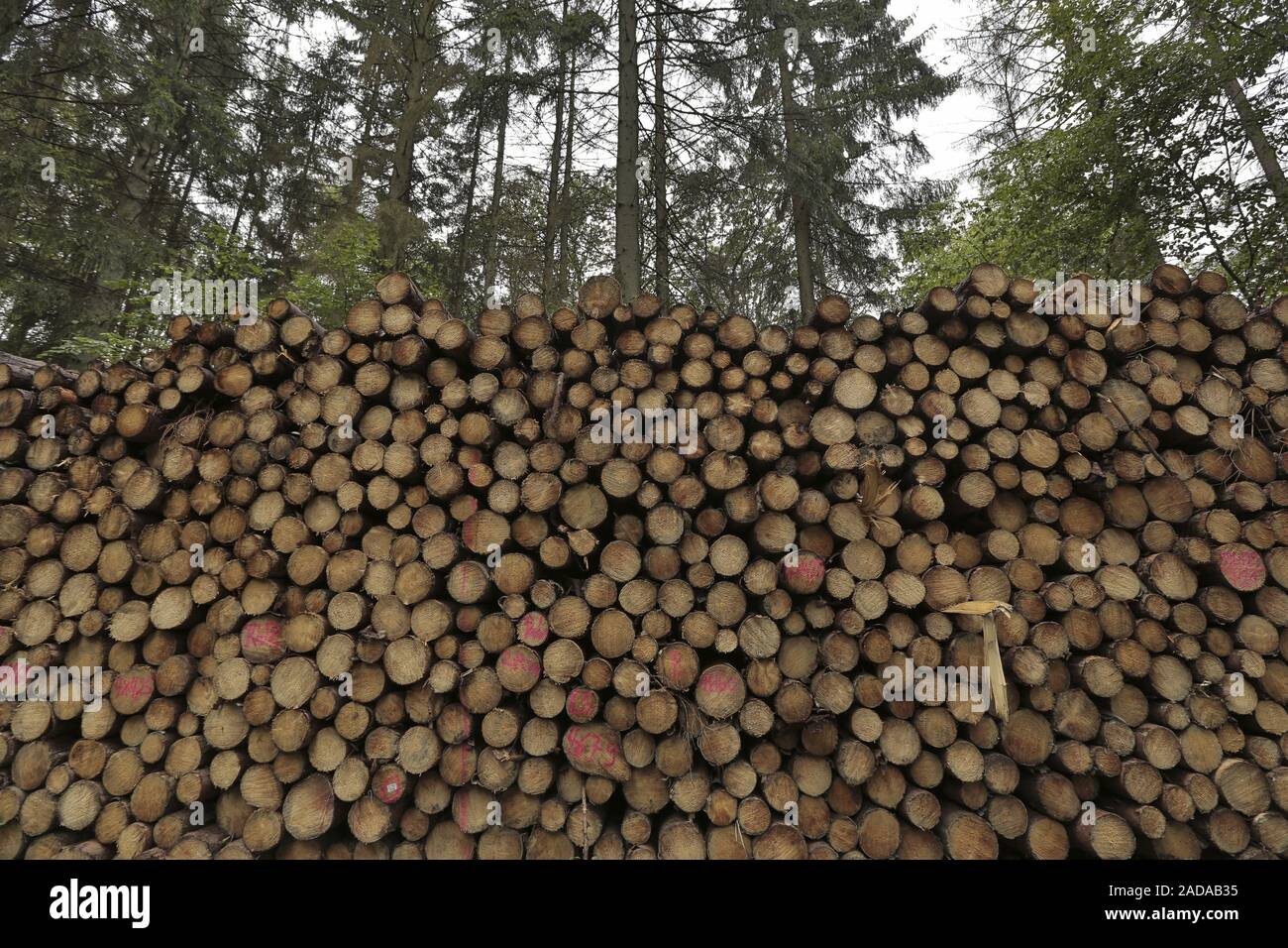 spruce dieback, forest dying, spruce dieback, forest dying Stock Photo ...