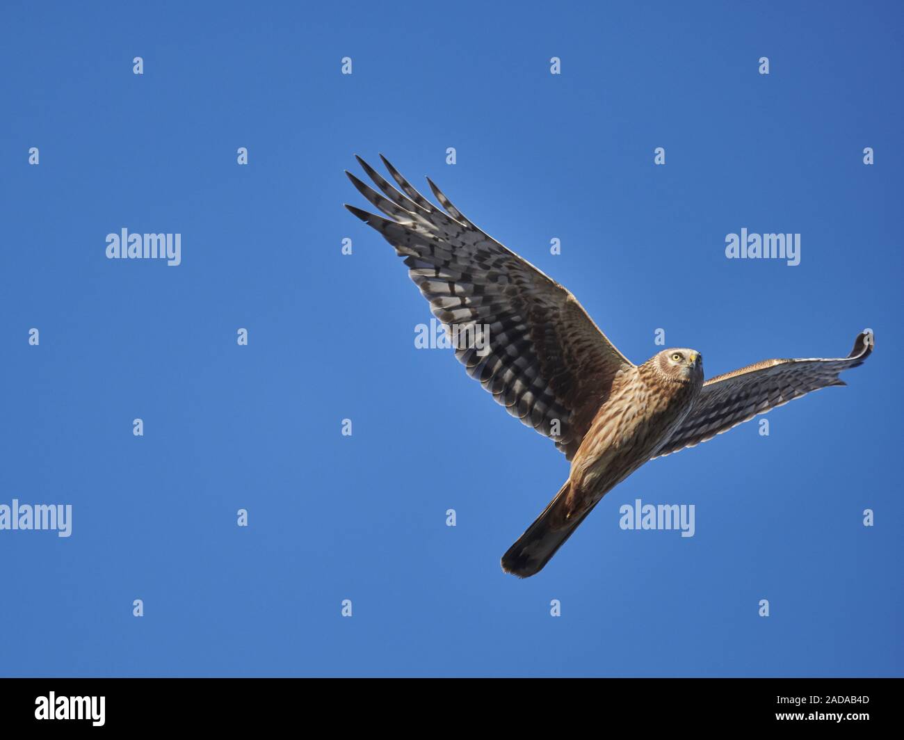 Hen harrier hi-res stock photography and images - Alamy
