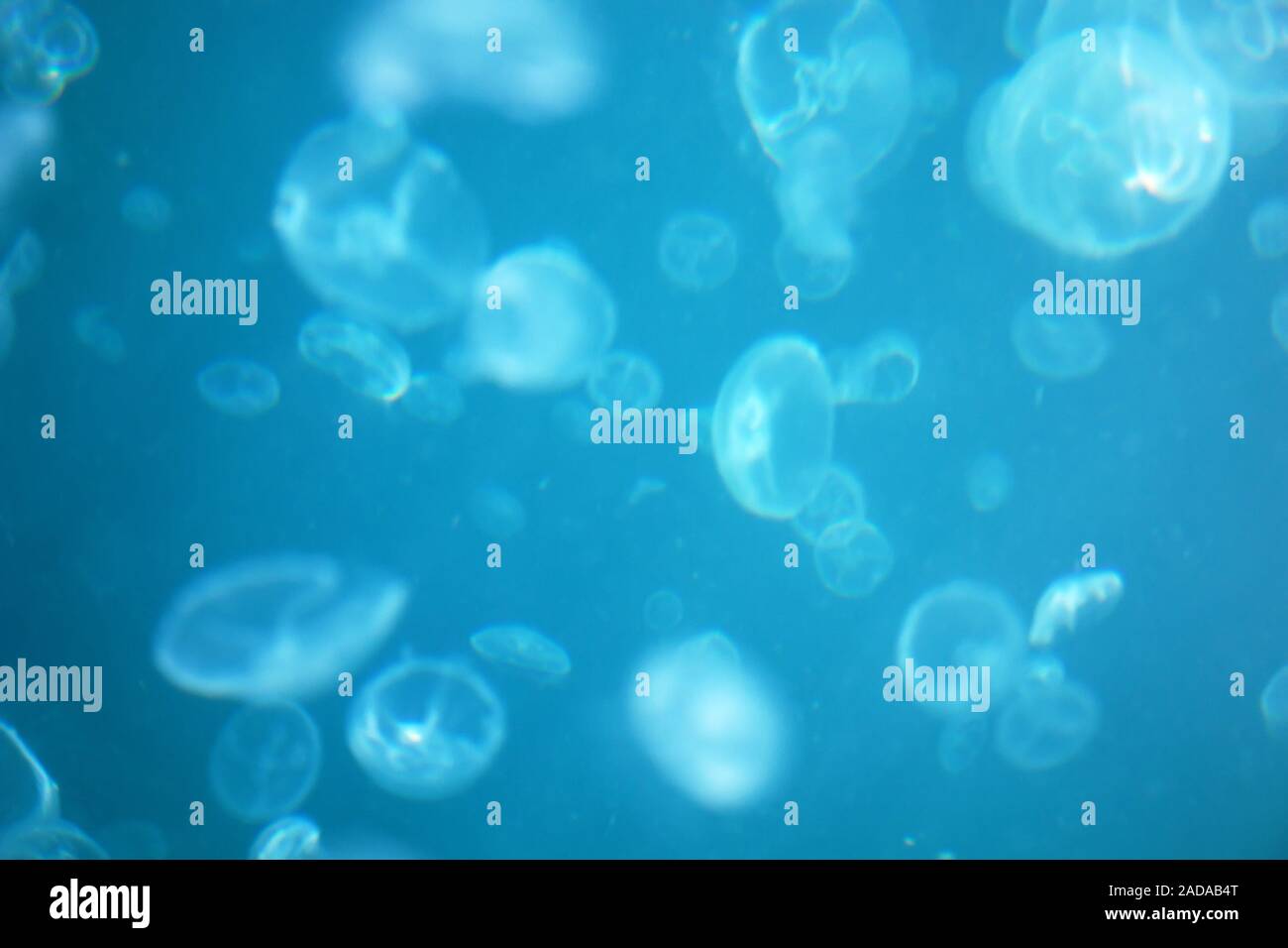 Many small moon jellyfish Stock Photo - Alamy