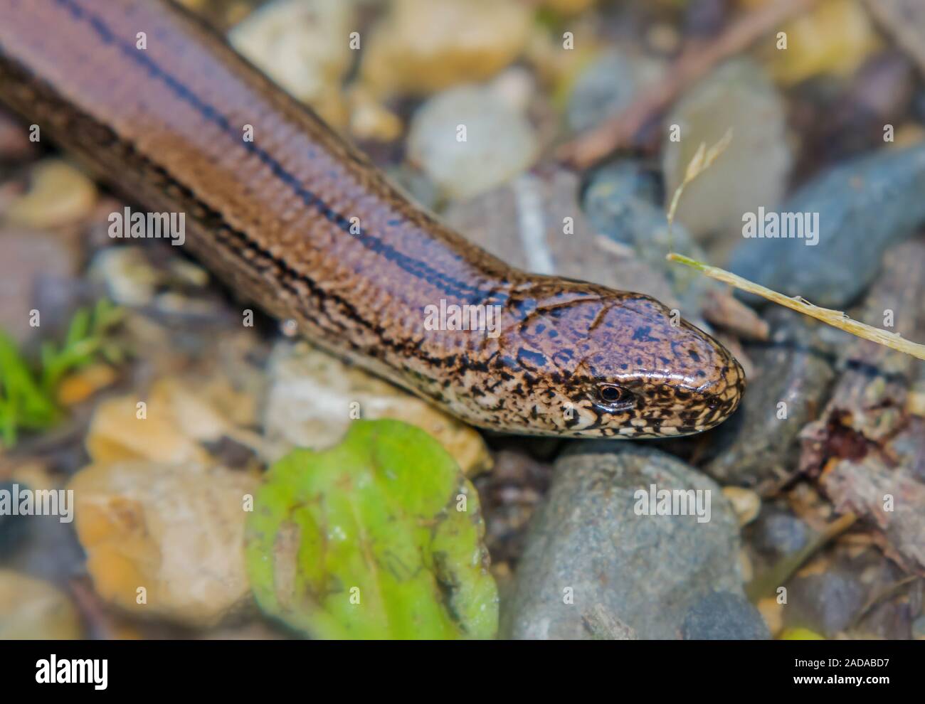 Slow worm 'Anguis fragilis' Stock Photo - Alamy