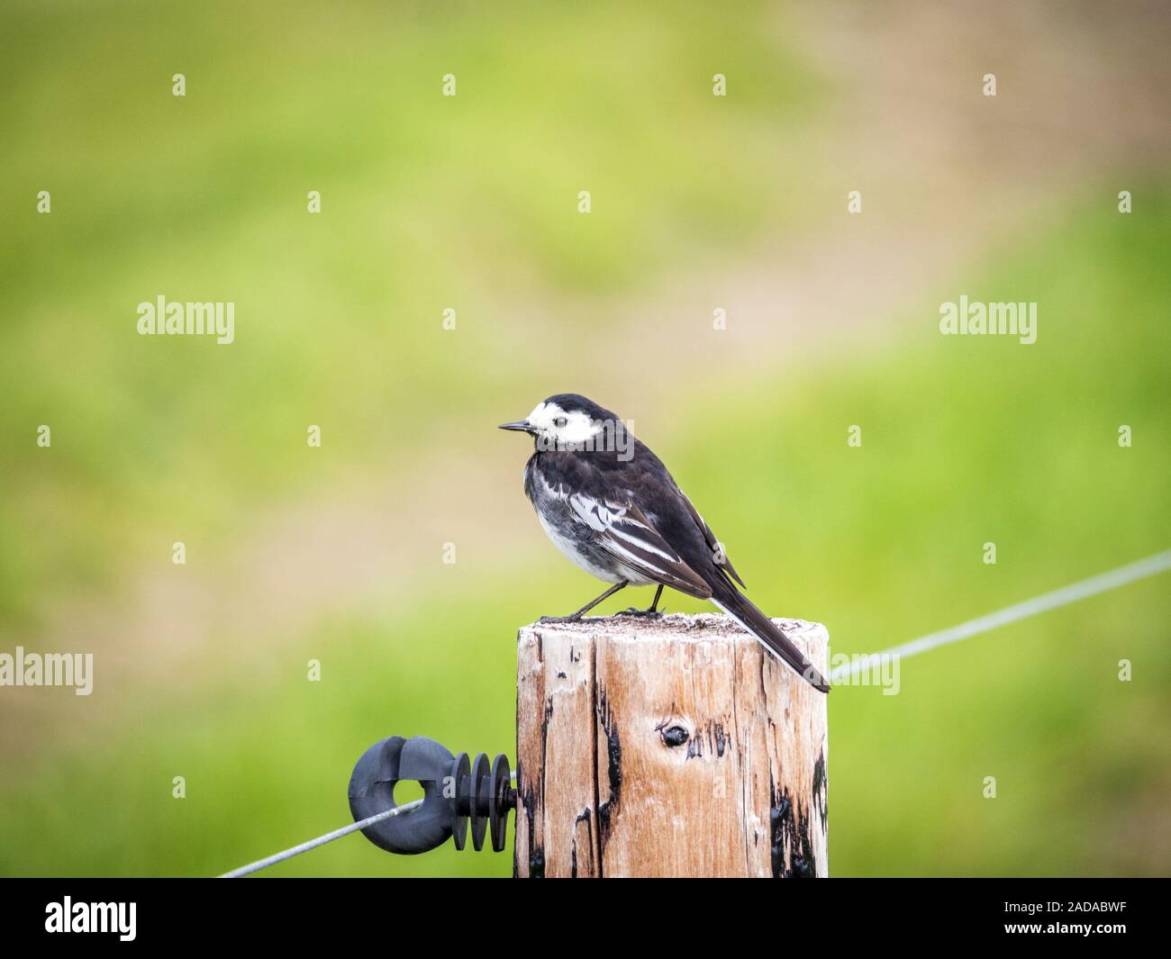 Wagtail bird hi-res stock photography and images - Alamy