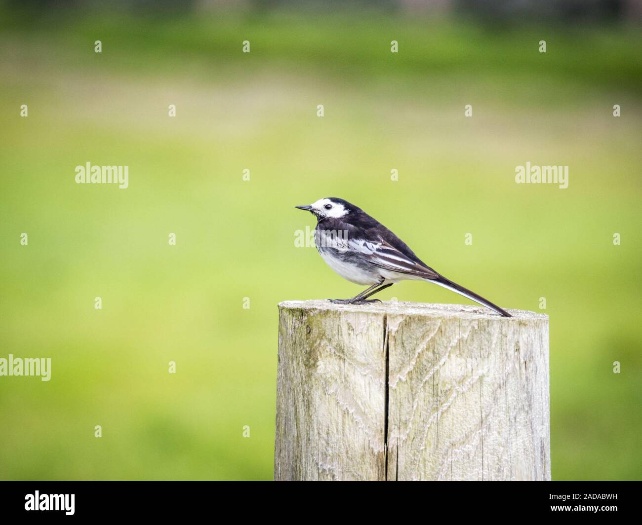 Wagtail bird in wildlife in ireland Stock Photo - Alamy