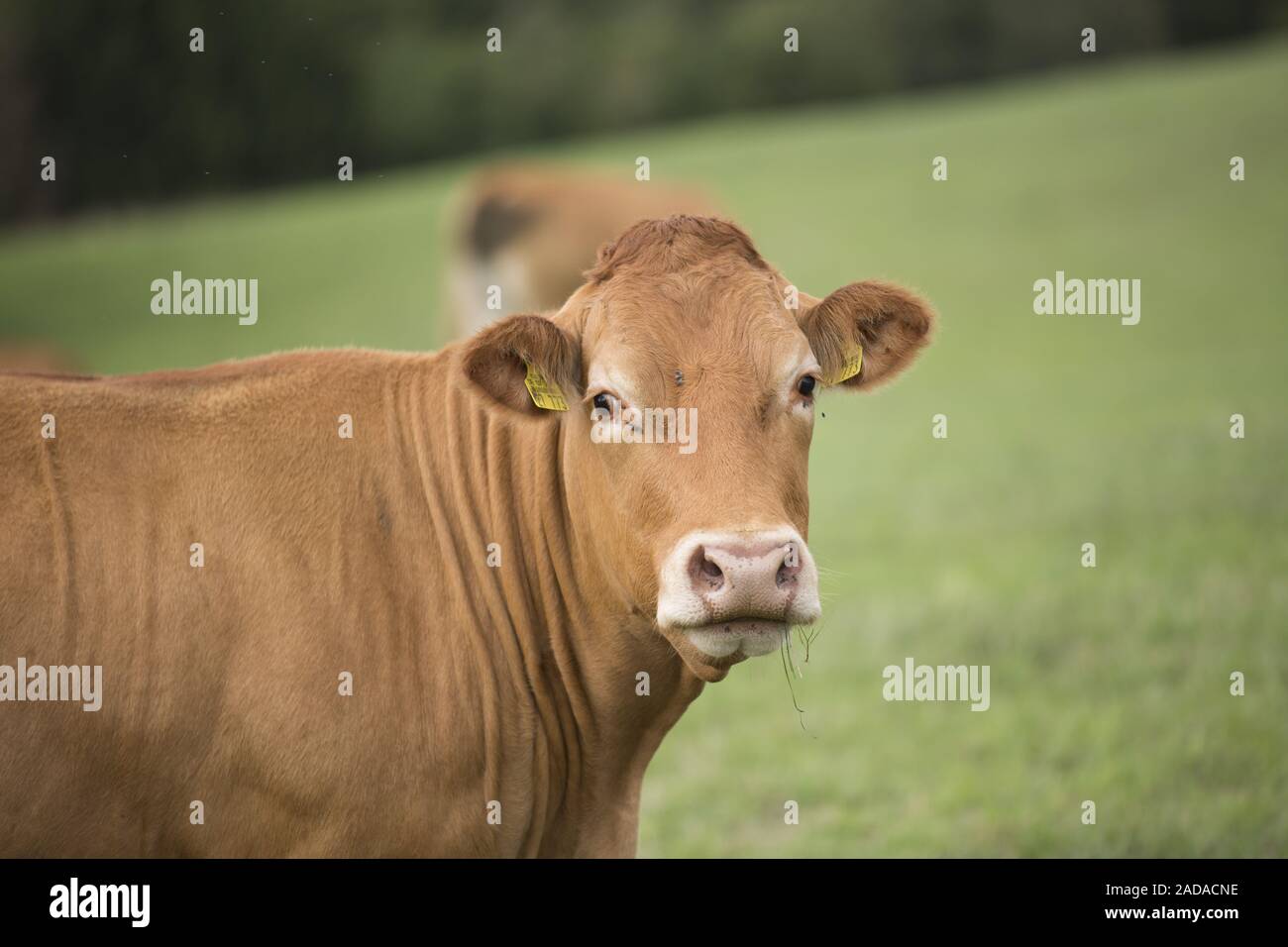 Limousin beef hi-res stock photography and images - Alamy