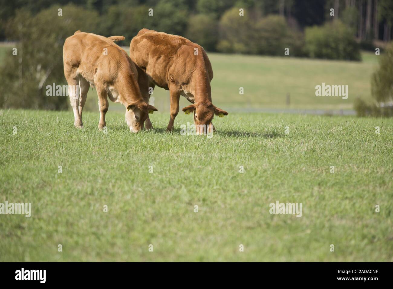 Limousin beef hi-res stock photography and images - Alamy