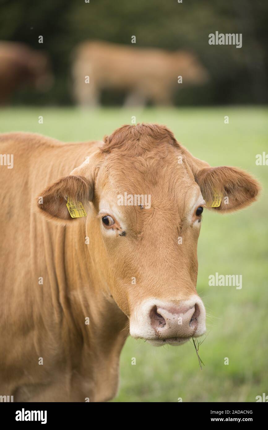 Free range limousin cow hi-res stock photography and images - Alamy