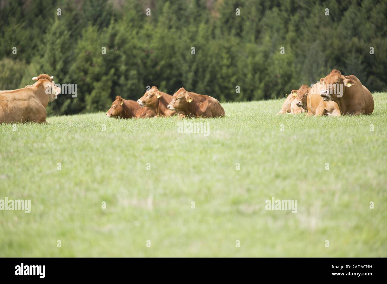 Free range limousin cow hi-res stock photography and images - Alamy