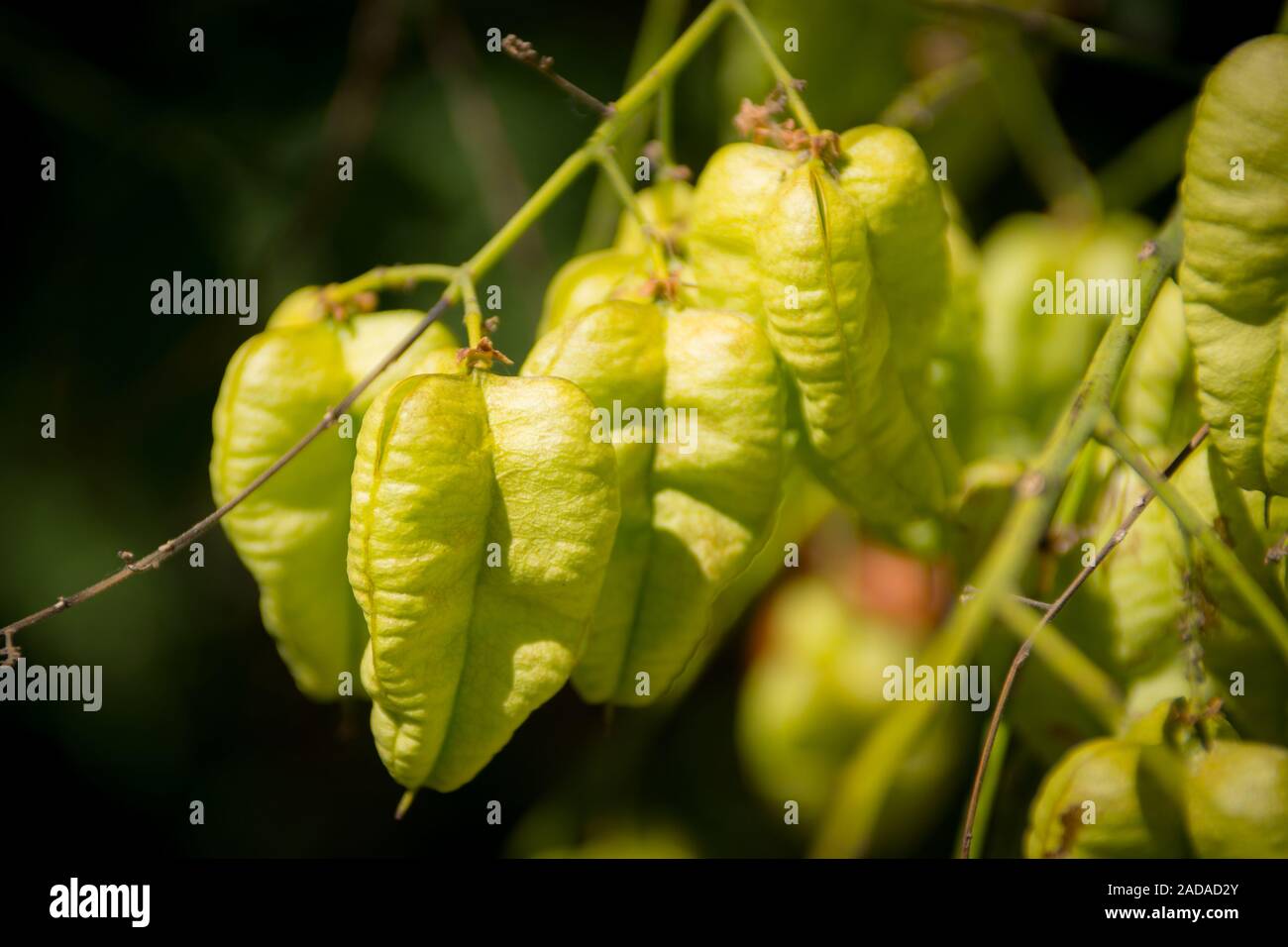 Chinese lantern tree seed pods green close up Stock Photo - Alamy
